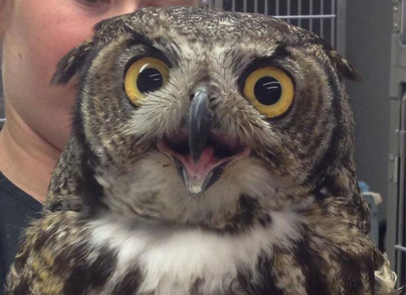 Veterinarian in Durango | Vets Near Me | Durango Animal Hospital