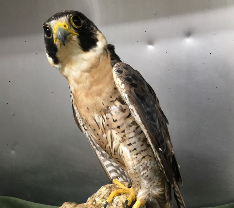 Veterinarian in Durango | Vets Near Me | Durango Animal Hospital