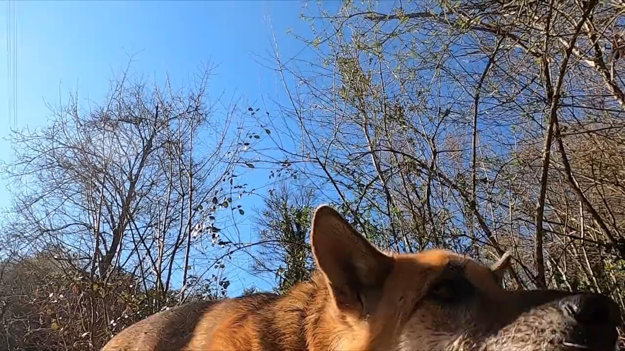 Surgery - Vet in Durango | Durango Animal Hospital