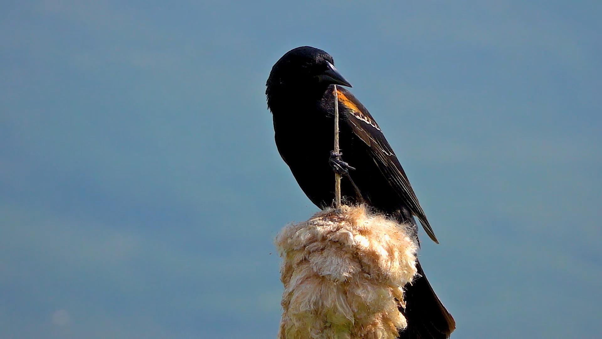 Wildlife Rehab Program - Vet in Durango | Durango Animal Hospital